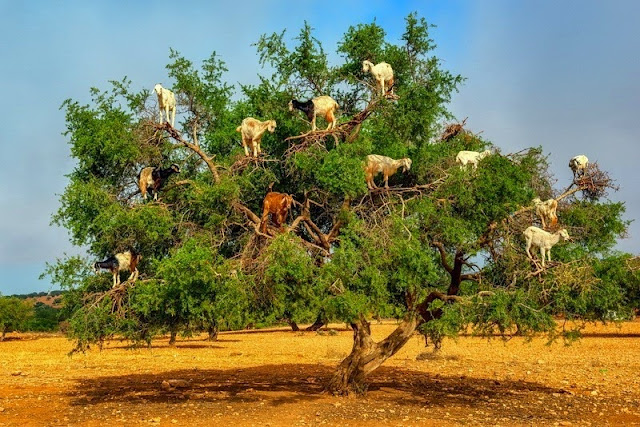 World Of Technology: Tree Climbing Goats of Morocco